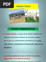Raza Caprina Anglo-Nubian: Características y Cuidados | PDF | Cabra | Leche