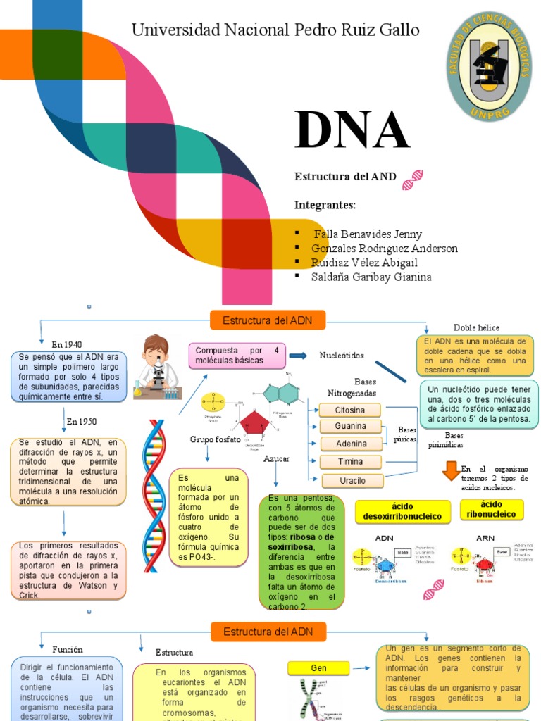 Mapa Conceptual de La Estructura Del ADN | PDF | Adn | Bioquímica