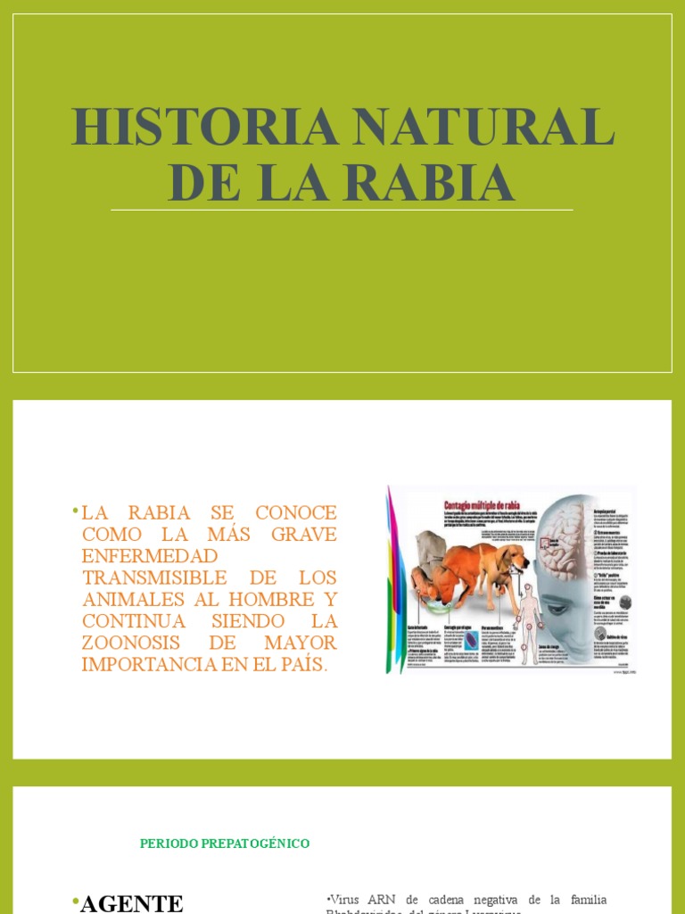 Historia Natural de La Rabia | PDF | Rabia | Especialidades Medicas