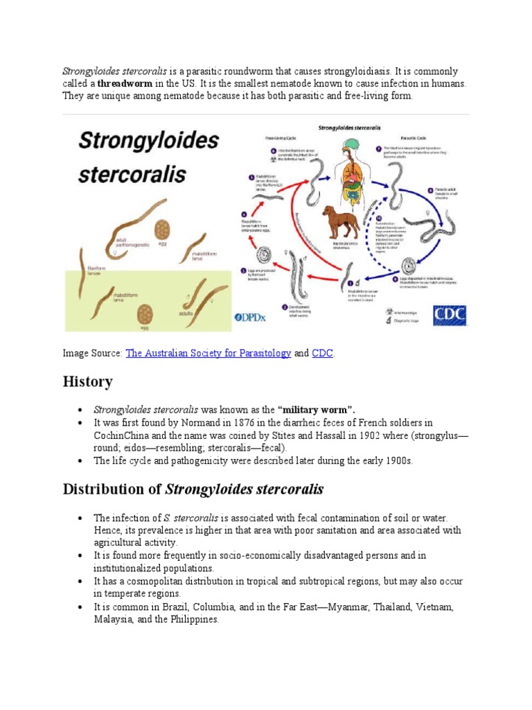 History: Strongyloides Stercoralis Is A Parasitic Roundworm That Causes ...