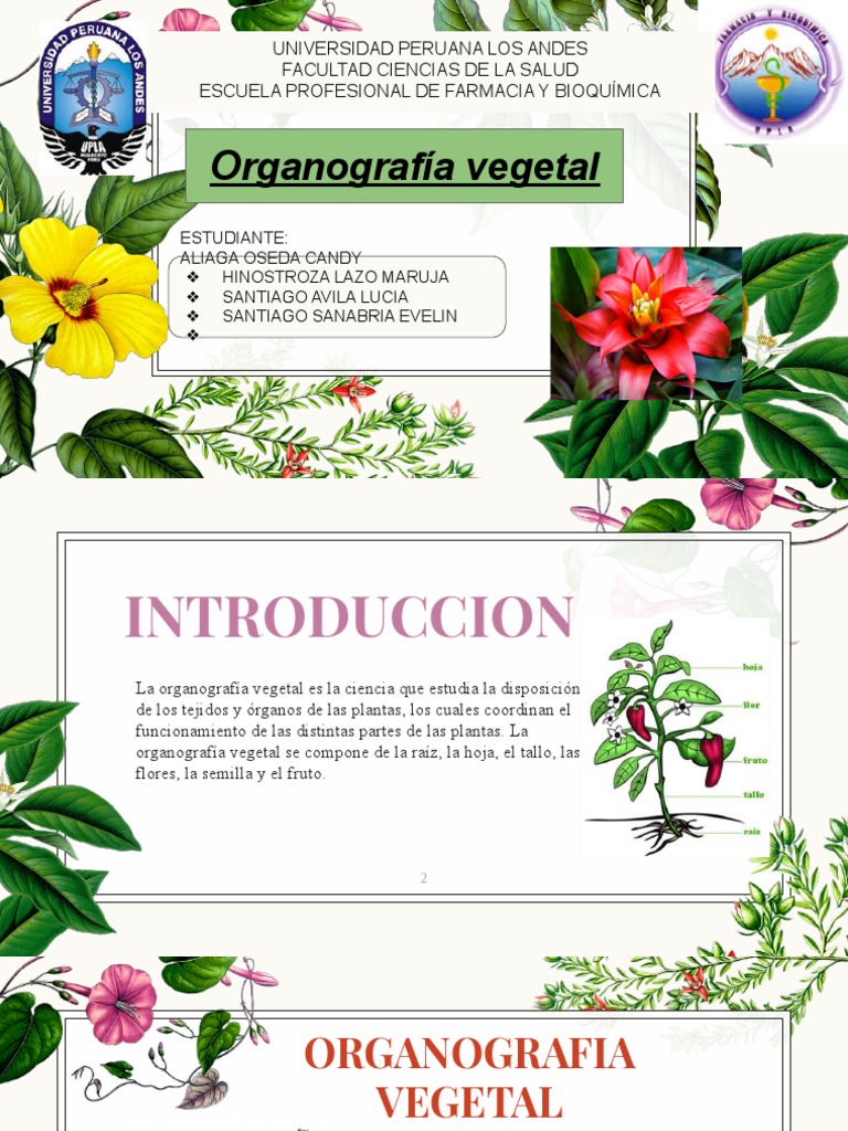 Organografia Vegetal | PDF | Fruta | Flores