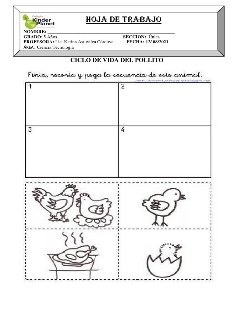 Ciclo de Vida de Un Pollito | PDF