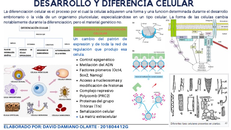 1 - DESARROLLO Y DIFERENCIA CELULAR - David Damiano Olarte 201804412G | PDF