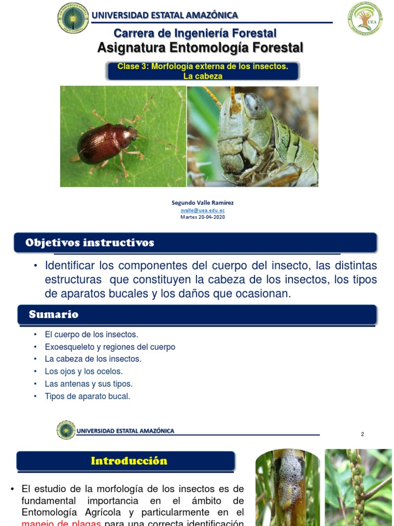 Morfología de la Cabeza de Insectos | PDF | Insectos | Boca