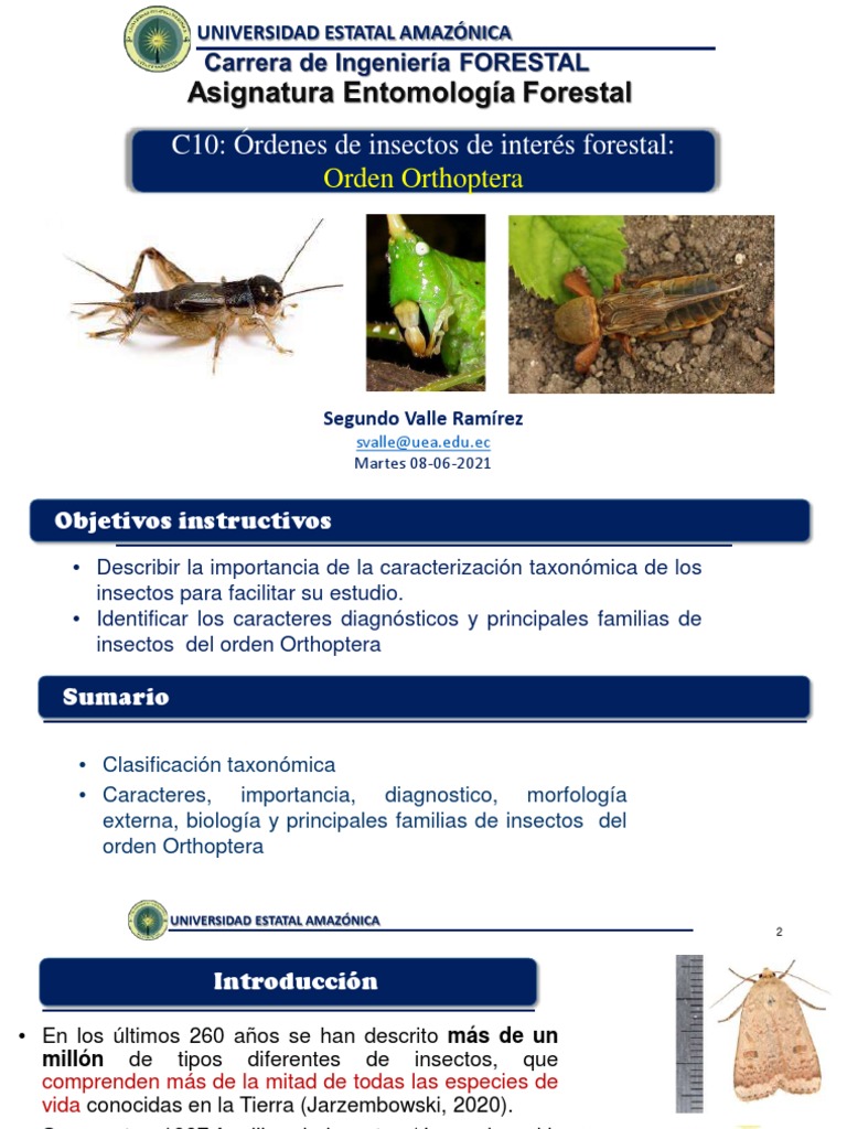 C10. Órdenes de Insectos de Interés Forestal - Orden Orthoptera | PDF ...