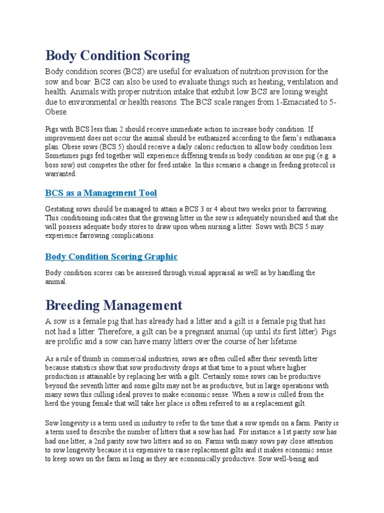 Body Condition Scoring: BCS As A Management Tool | PDF | Domestic Pig | Pig