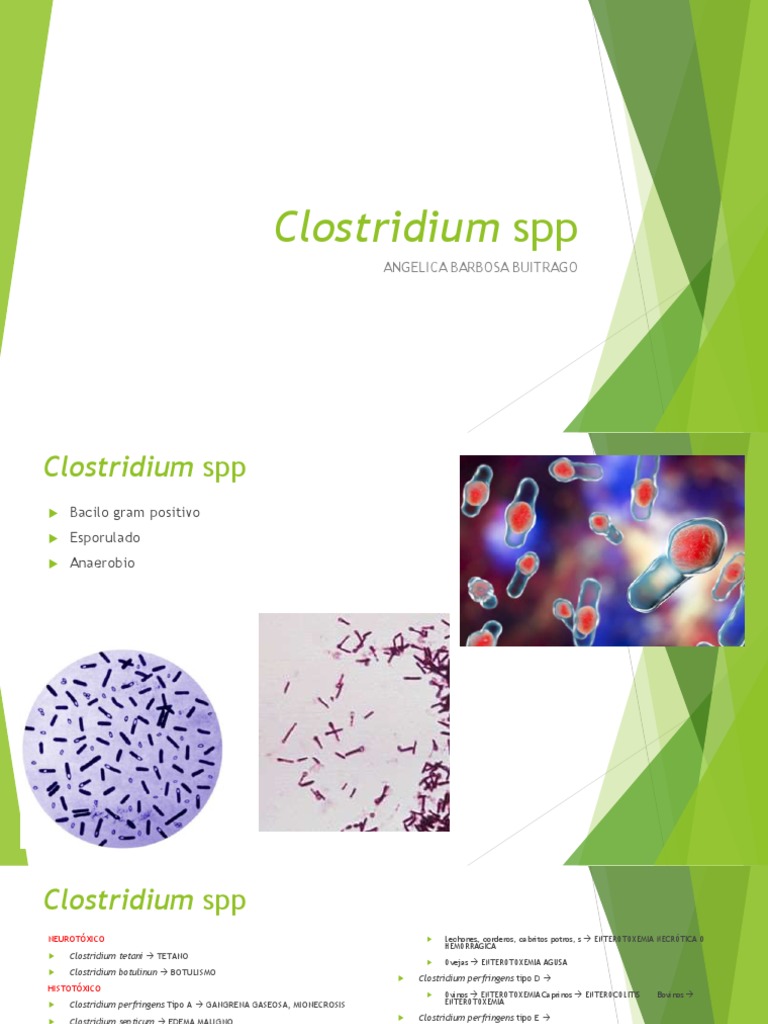 12 Clostridium SPP | PDF | Procariota | Especialidades Medicas