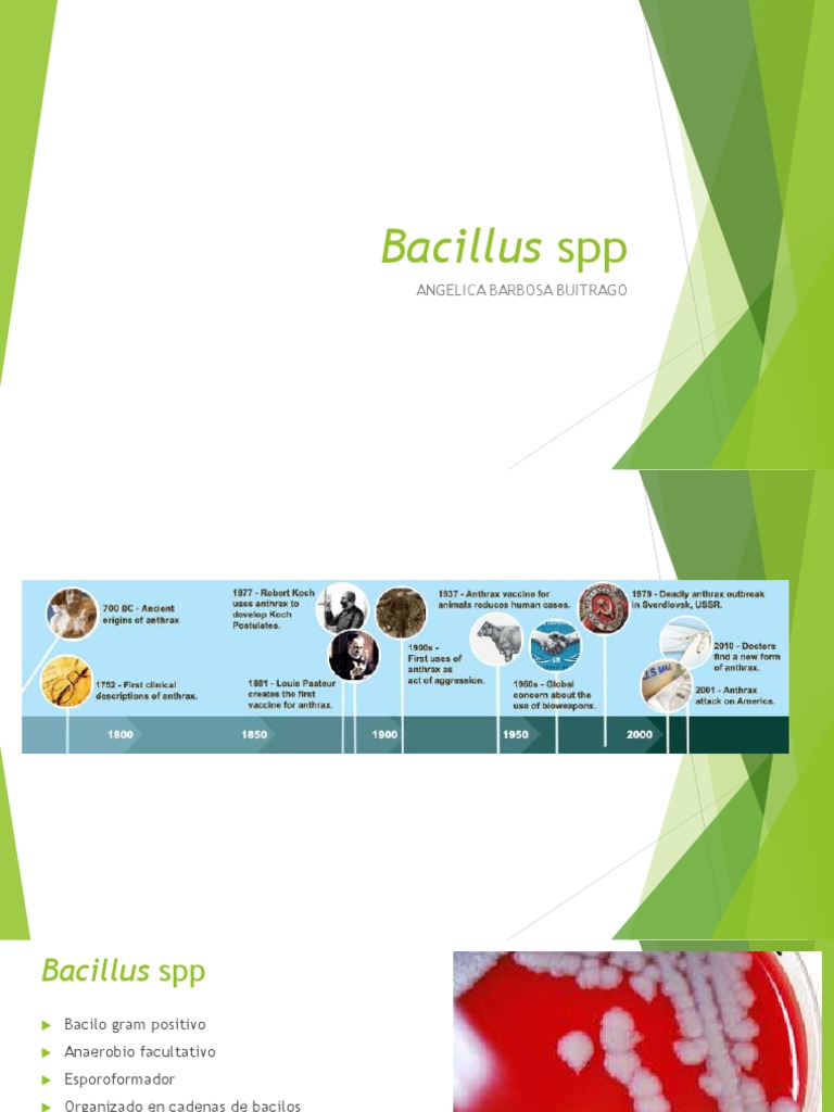 Bacillus spp: Características y Patogenicidad | PDF