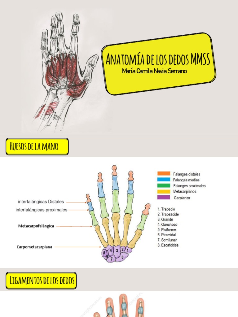 Anatomía de la Mano y Dedo Pulgar | PDF | Mano | Sistema musculoesquelético