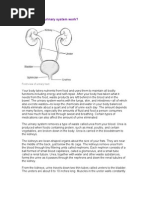 Urology Medical Terminology Guide | PDF | Urinary System | Kidney
