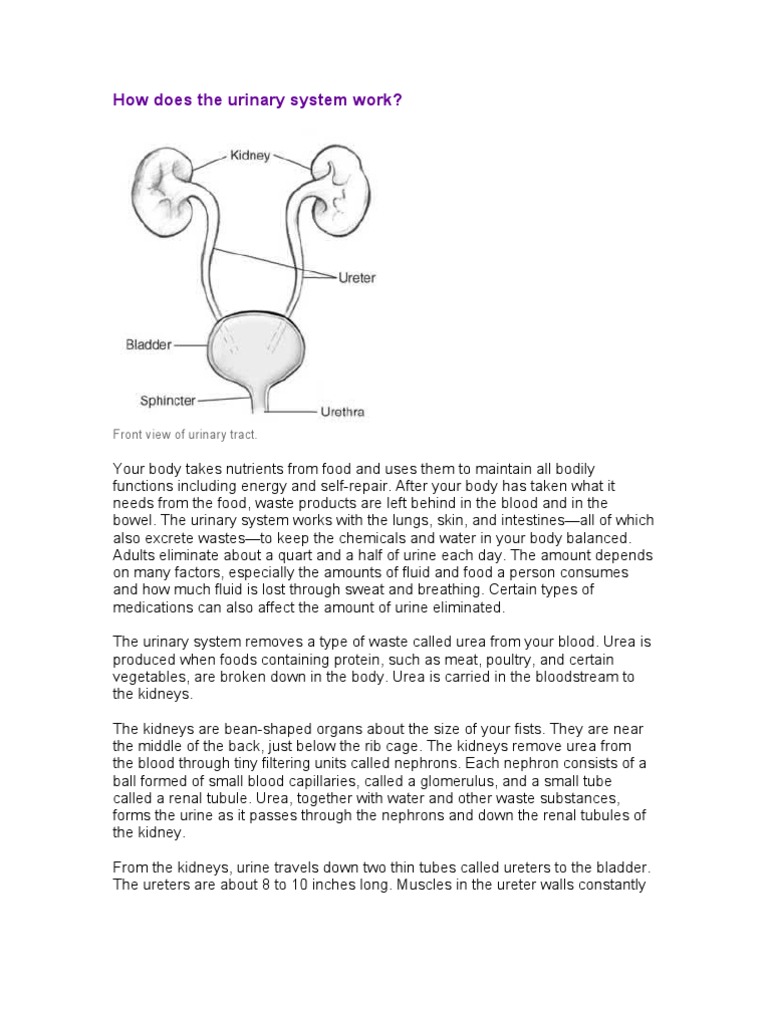 Female Urinary System | PDF | Urinary Incontinence | Urinary Bladder