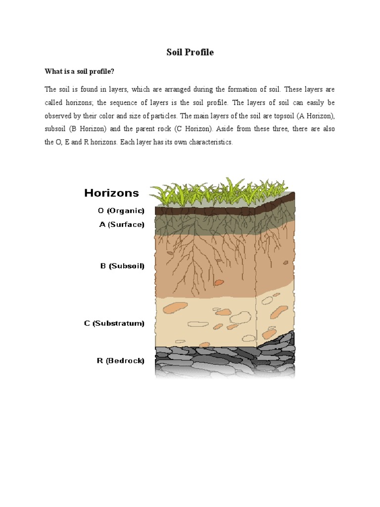 Understanding the Layers of the Soil: An In-Depth Explanation of Soil ...