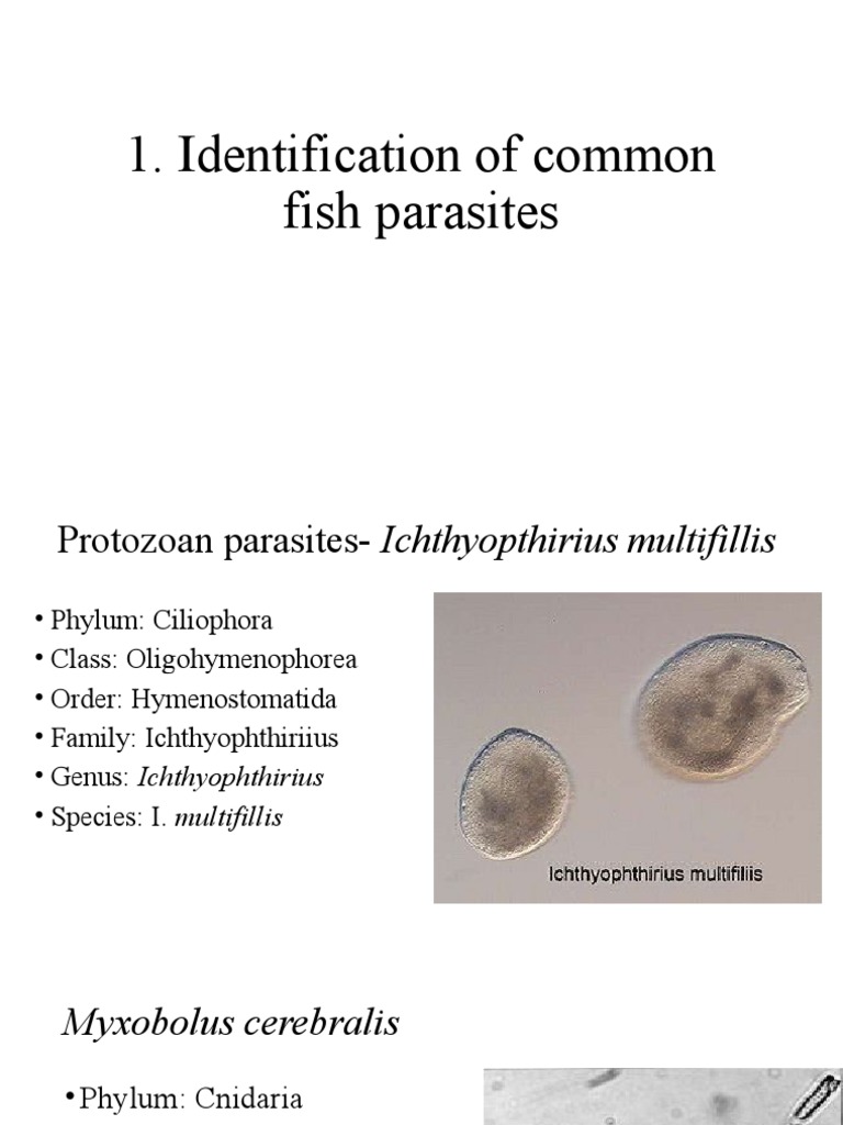 Identification of Common Fish Parasites | PDF