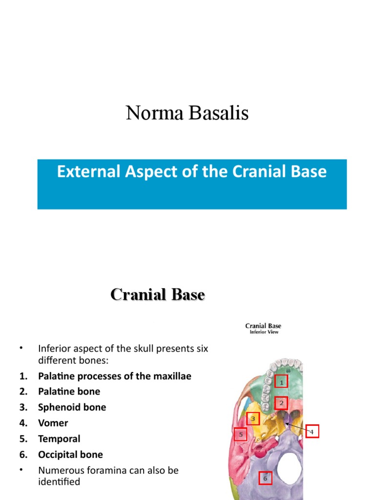 Norma Basalis: External Aspect of The Cranial Base | PDF | Skull ...