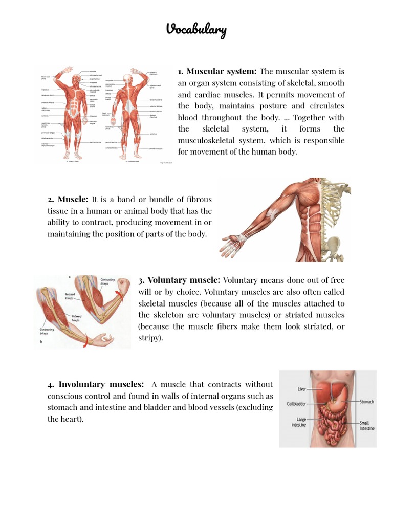 Vocabulary - Muscular System | PDF | Muscle | Cardiac Muscle