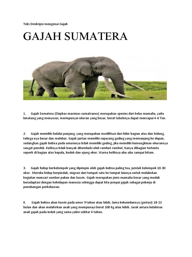 Teks Deskripsi Mengenai Gajah | PDF