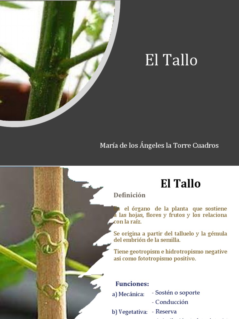 El fascinante mundo de los tallos | PDF | Tallo de la planta | Plantas