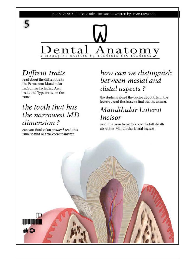 Dental Anatomy - Lecture 5 | PDF | Mouth | Dentistry Branches