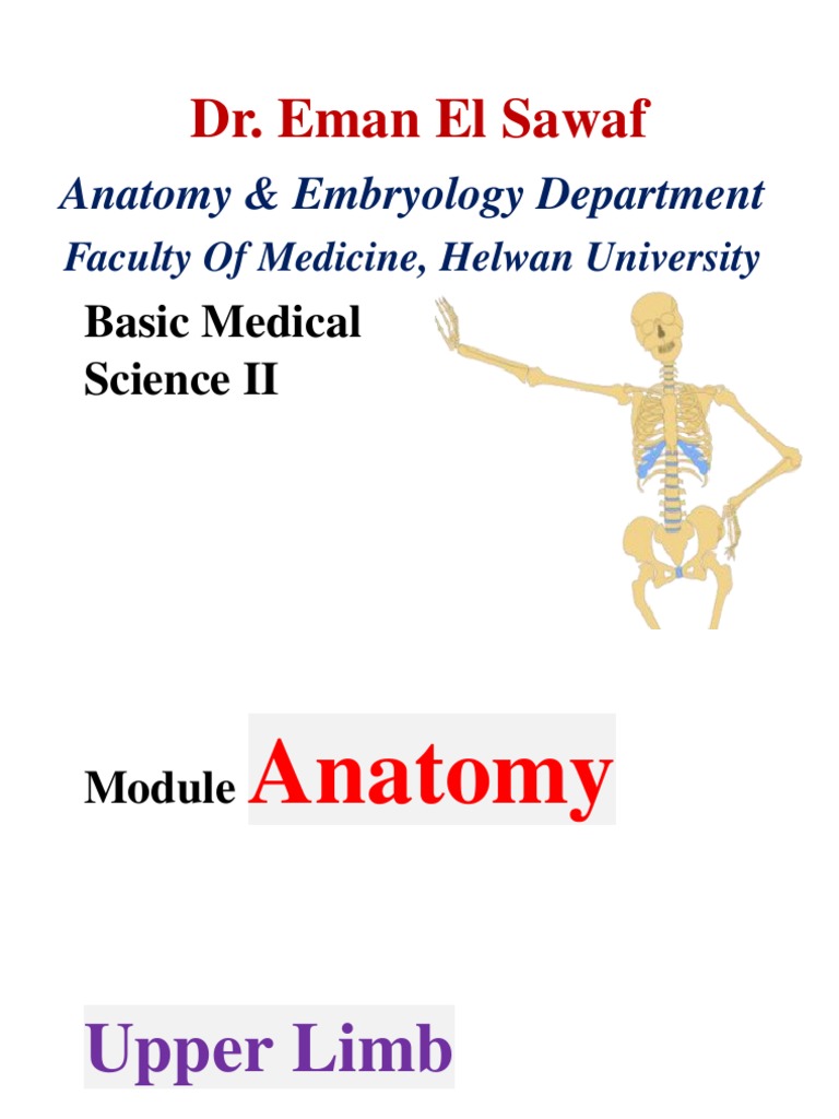 Dr. Eman El Sawaf: Anatomy & Embryology Department | PDF | Arm | Limbs ...