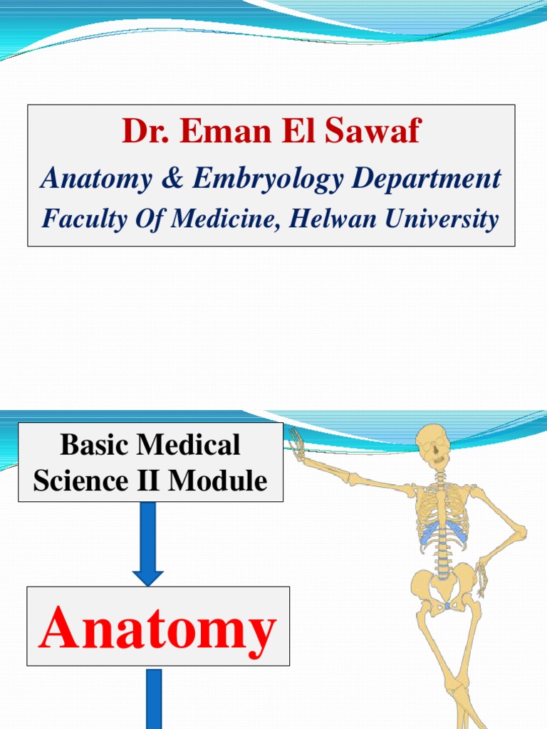 Dr. Eman El Sawaf: Anatomy & Embryology Department | PDF | Arm | Elbow