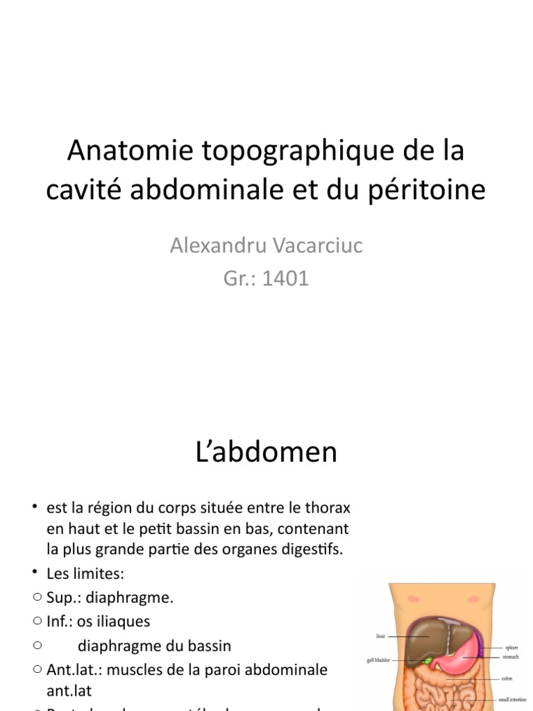 Anatomie de la cavité abdominale | PDF | Péritoine | Foie