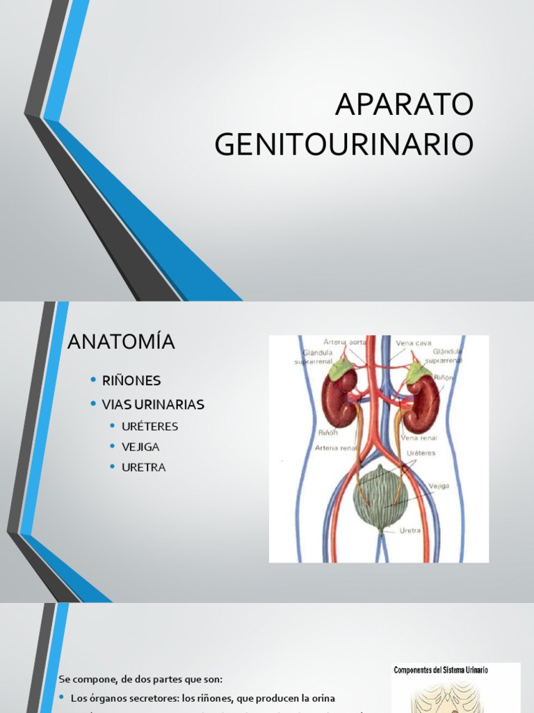 Aparato Genitourinario | PDF | Riñón | Sistema urinario