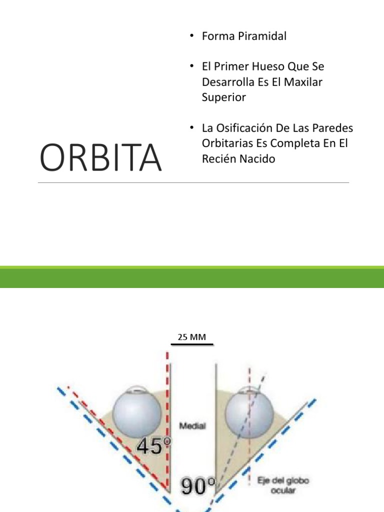 ORBITA Tercer Semestre | PDF | Anatomía humana | Cabeza y cuello humanos