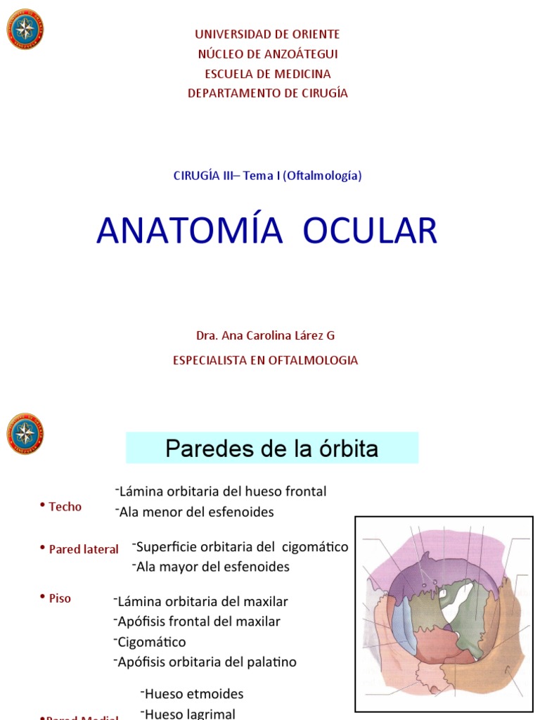 Tema 1 Oftalmo Dra Larez 2016 | PDF | Oftalmología | Anatomía