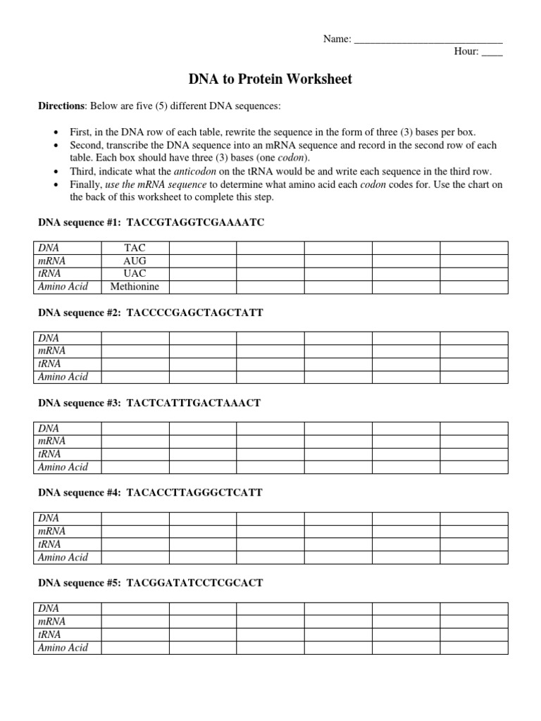 DNA To Protein Worksheet: Directions: Below Are Five (5) Different DNA ...