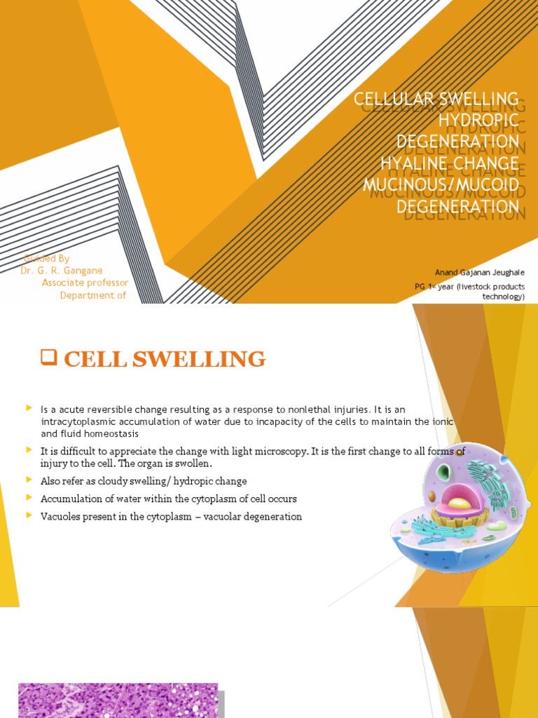 Cellular Swelling and Degeneration Types | PDF | Lipid | Epithelium