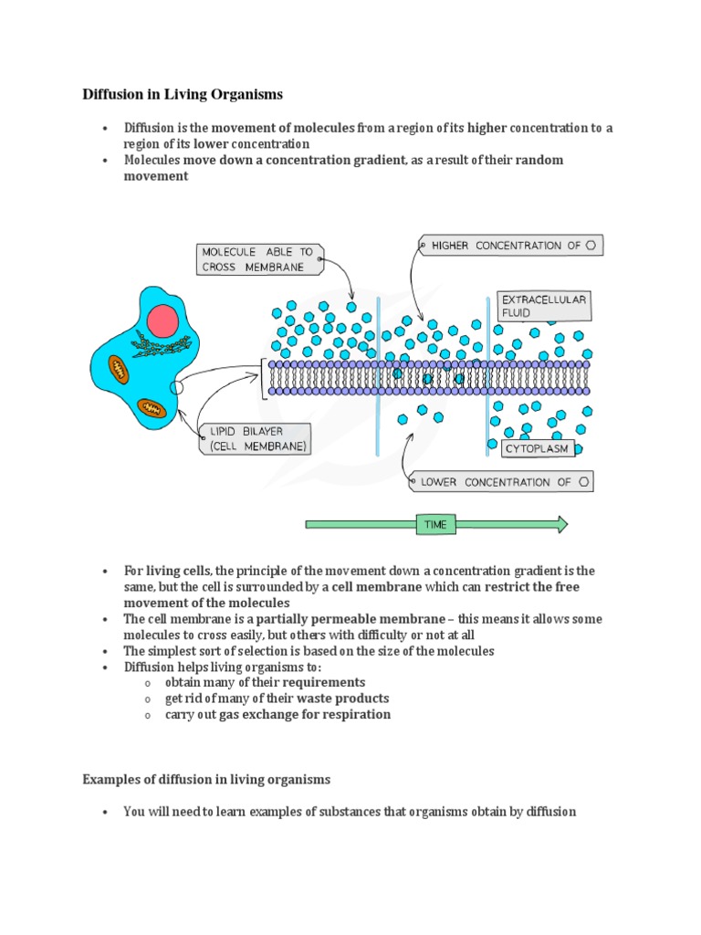 Chapter - 3diffusion in Living Organisms | PDF | Osmosis | Diffusion