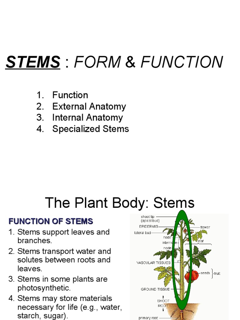 Stems: Form & Function | Download Free PDF | Plant Stem | Leaf