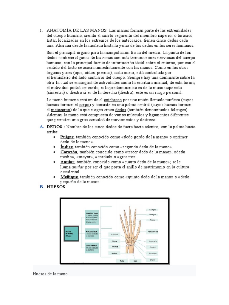 Anatomía y partes de las manos | PDF | Mano | Extremidades (anatomía)