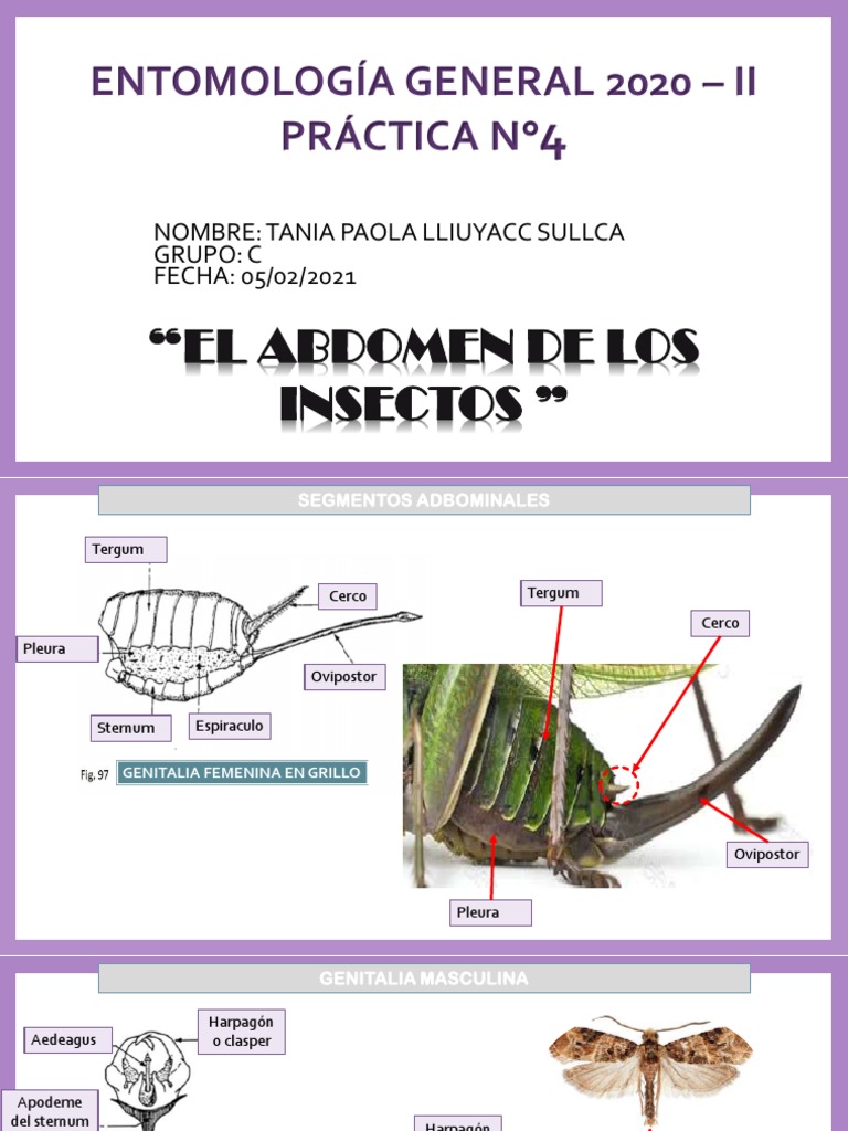 Anatomía Del Grillo Femenino Un Grillo Hembra. Eso Que Tiene En El