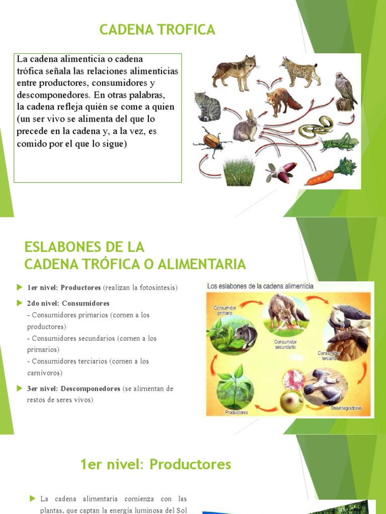 La cadena trófica: relaciones alimenticias entre productores ...
