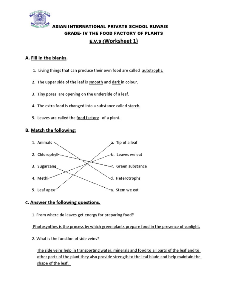 Worksheet 1 (The Food Factory of Plants) | PDF