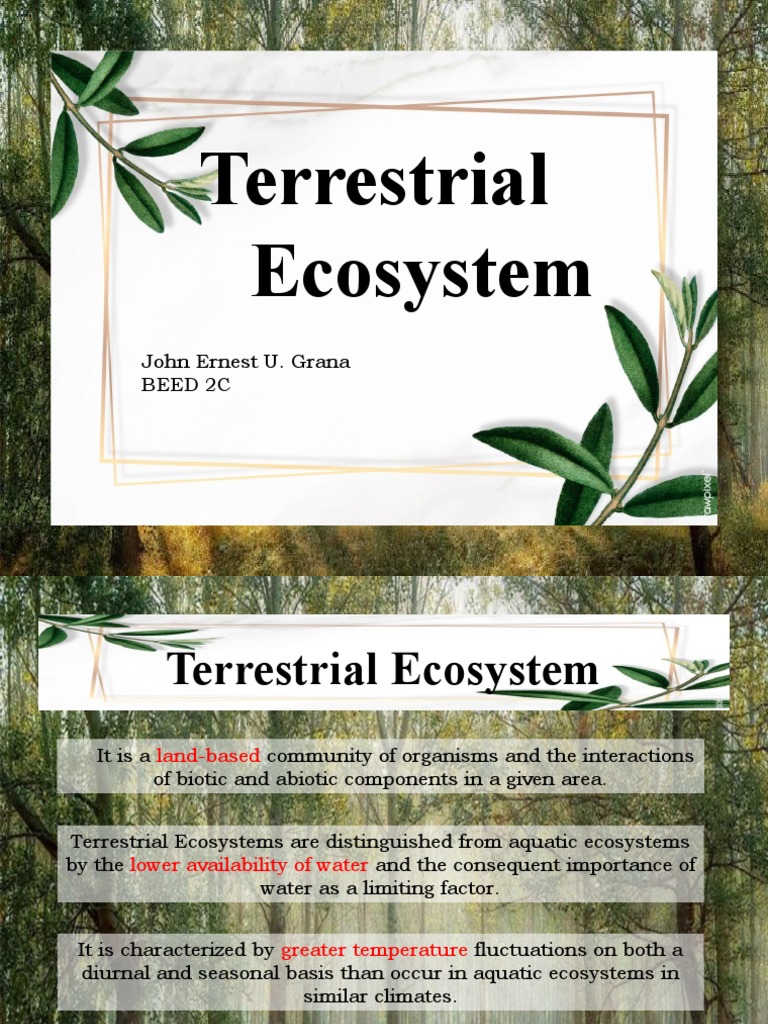 Terrestrial Ecosystem | PDF | Ecosystem | Plants