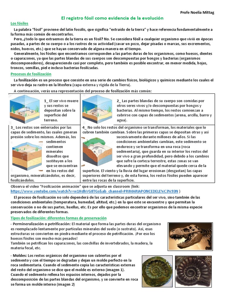 El Registro Fósil | PDF | Fósil | Roca (geología)