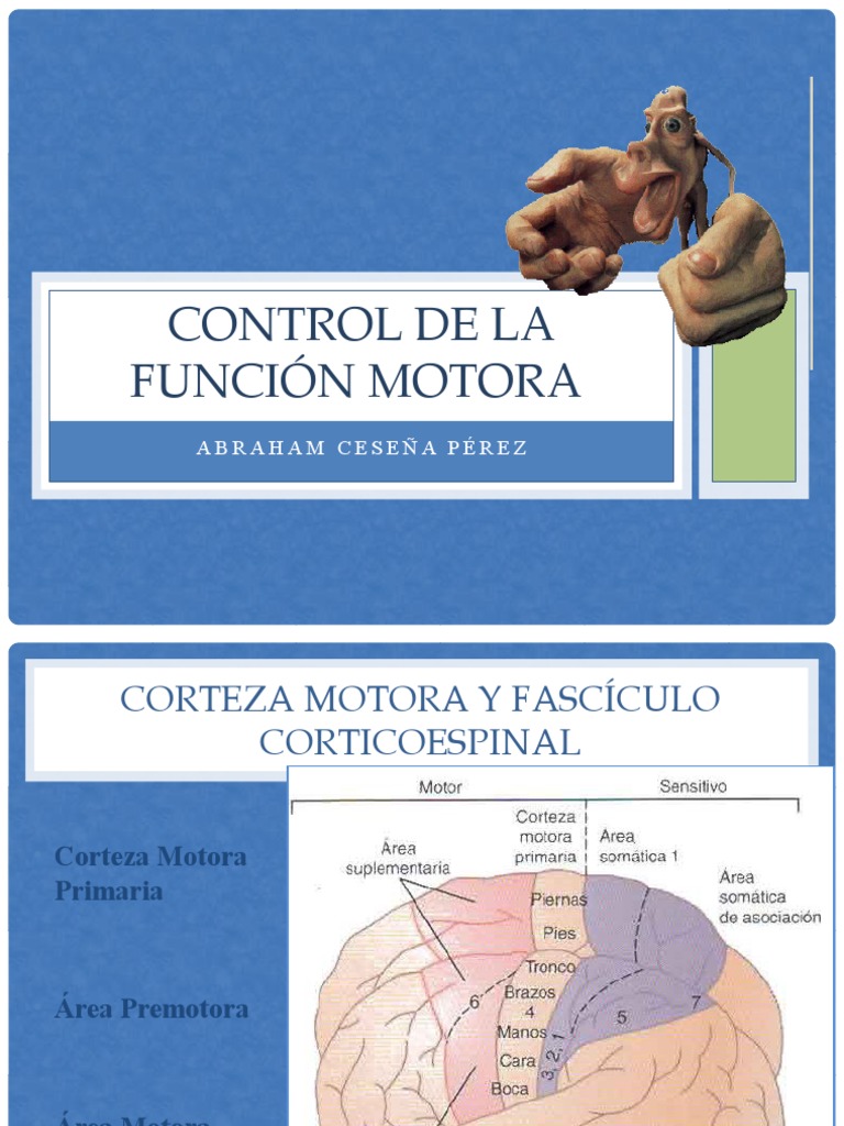 Control Motor: Corteza y Funciones | PDF | Músculo | Órgano (anatomía)