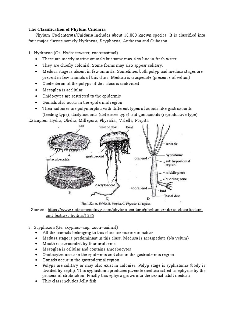 Phylum Cnidaria Examples