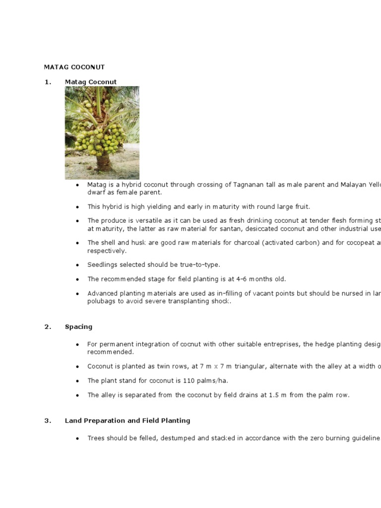 Matag Coconut | PDF | Coconut | Leaf