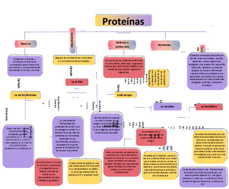 Mapa Conceptual de Proteínas | PDF | Proteínas | Actina