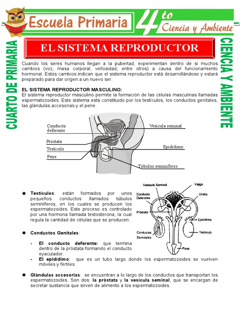 Aparato Reproductor Femenino Y Masculino