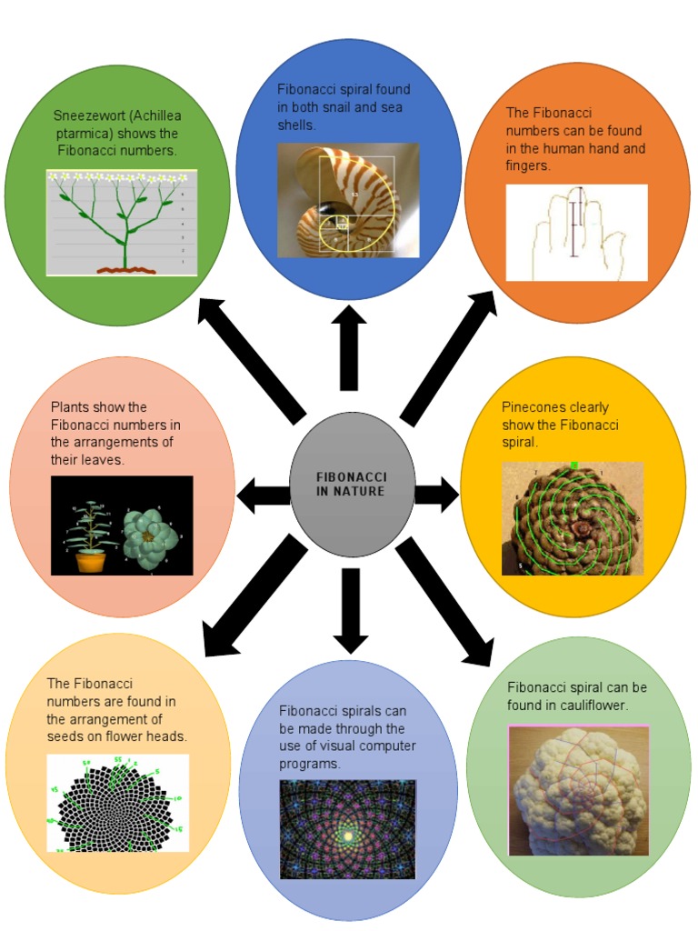 Fibonacci in Nature | PDF
