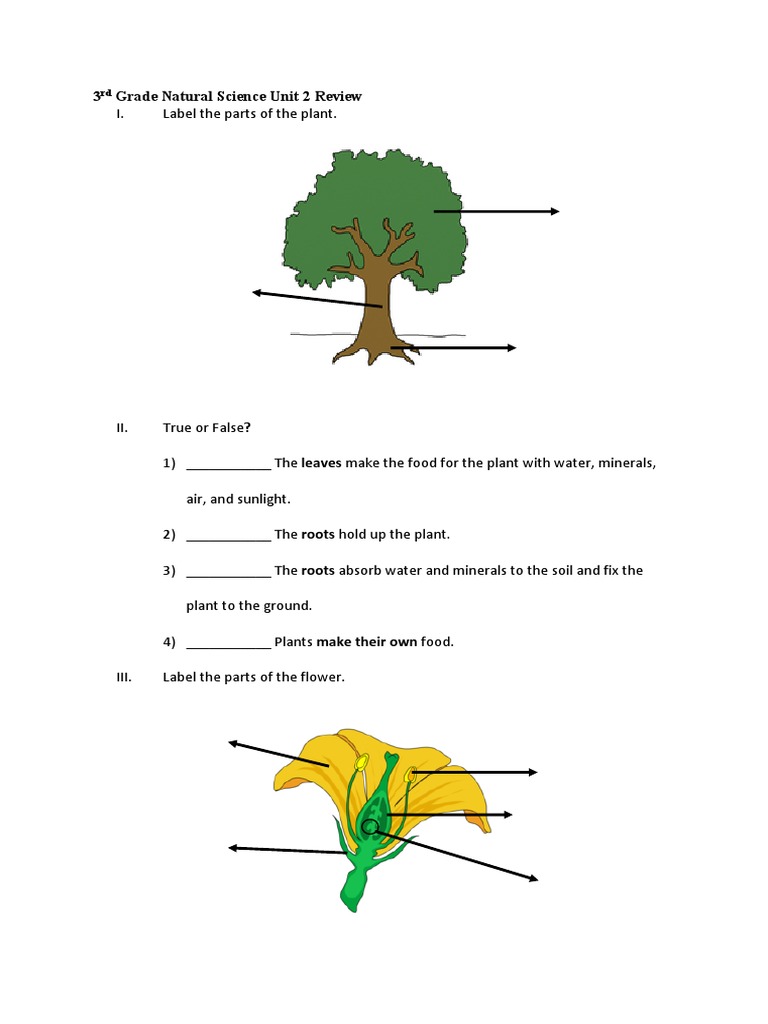 3rd Grade Natural Science Unit 2 Review | PDF | Plants | Flowers