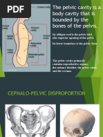 Assignment5 - Female Pelvis | PDF | Pelvis | Anatomy