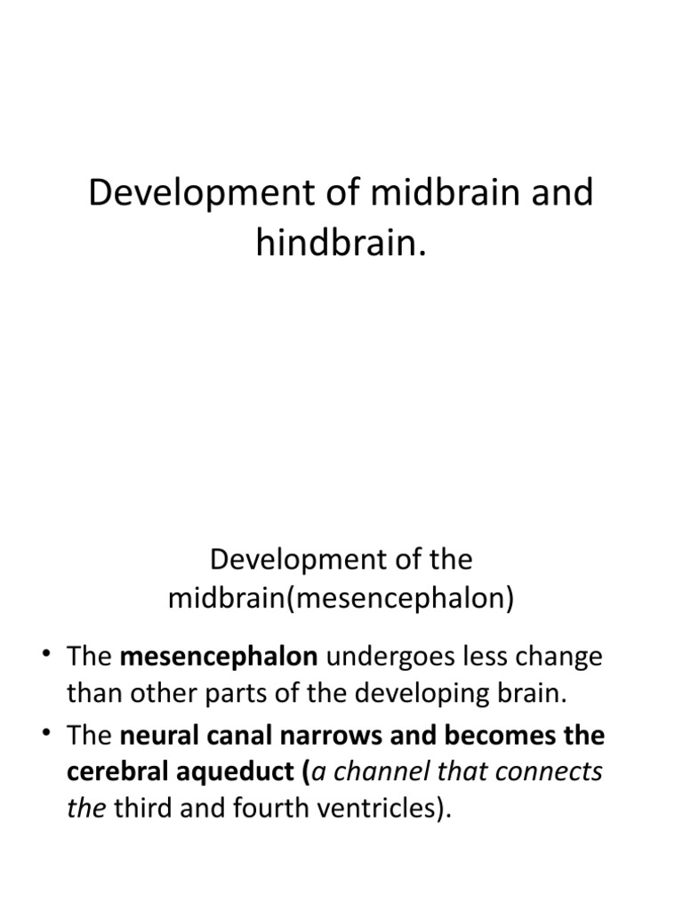 Development of Midbrain and Hindbrain | PDF | Cerebrospinal Fluid ...