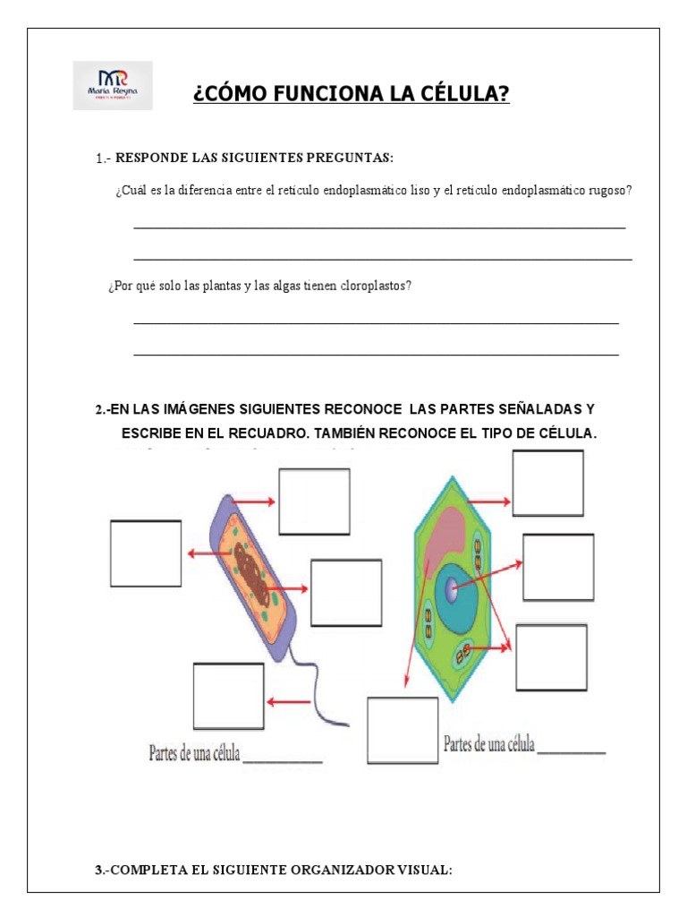 Funciones y Estructuras Celulares | PDF | Cloroplasto | Ciencias de la vida