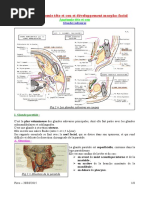 Anatomie et fonction de la parotide | PDF | Anatomie | Anatomie humaine