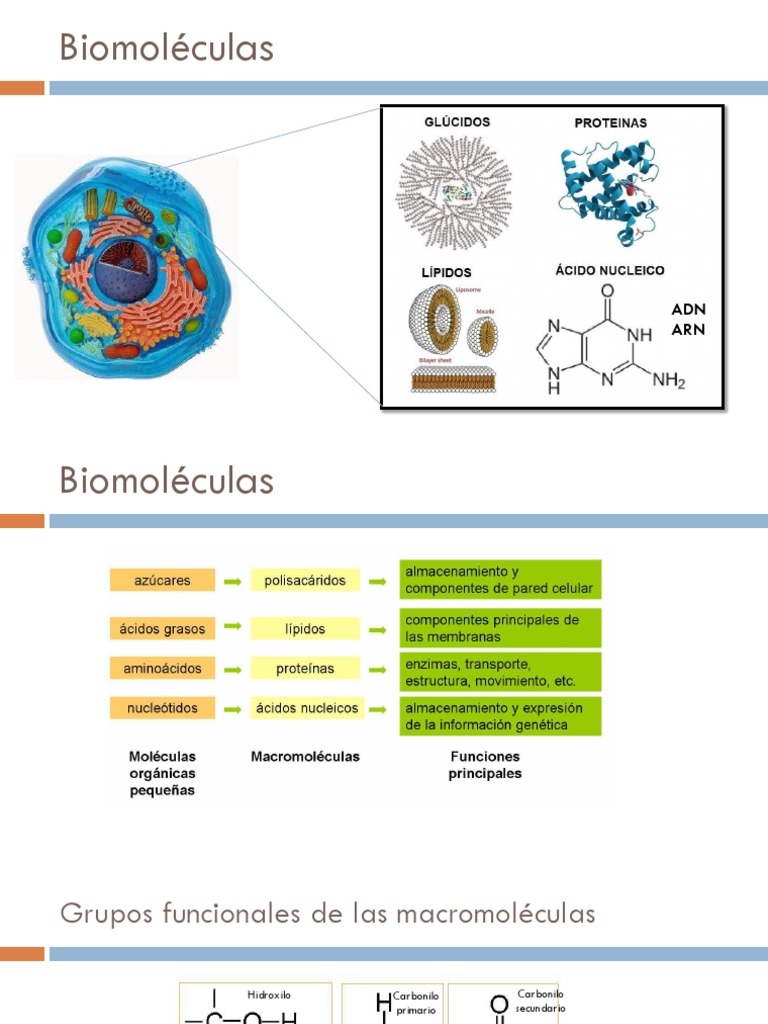 Clase 10 Alcohol, Aldeh Cetona, Acidos Carbox | PDF | Cetona | Alcohol